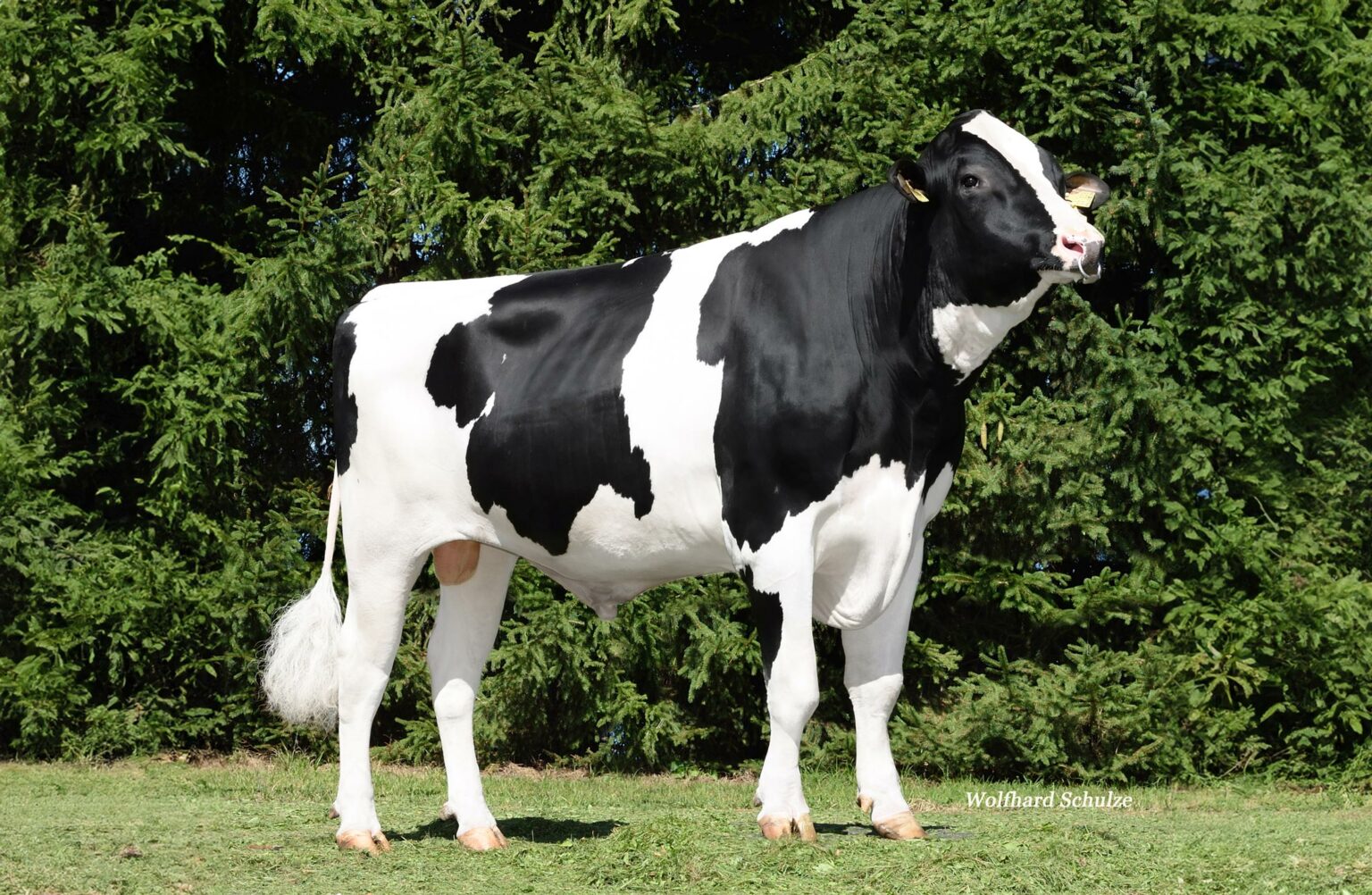 Bullen – RBW-Genetik