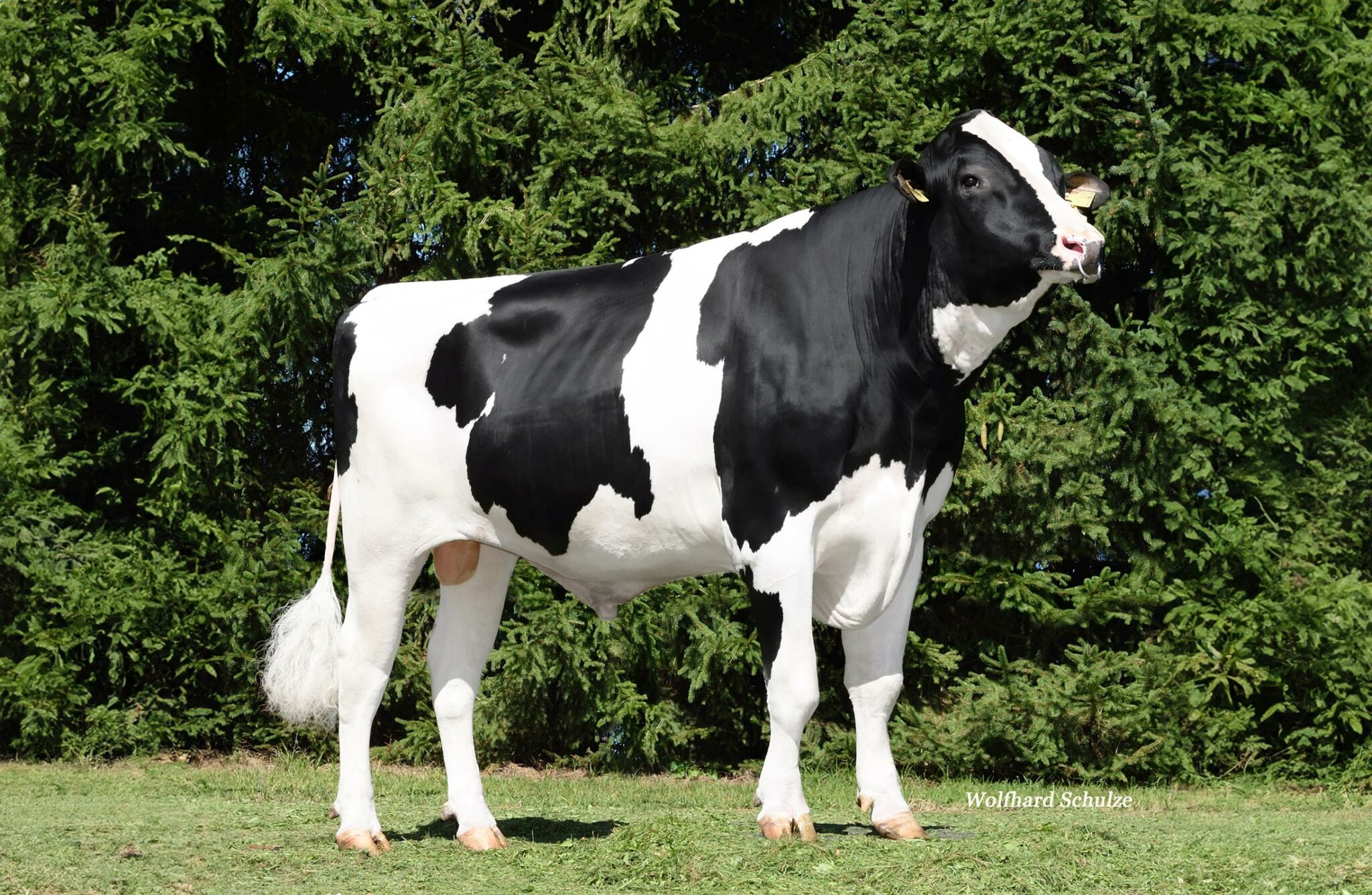 Bullen – RBW-Genetik